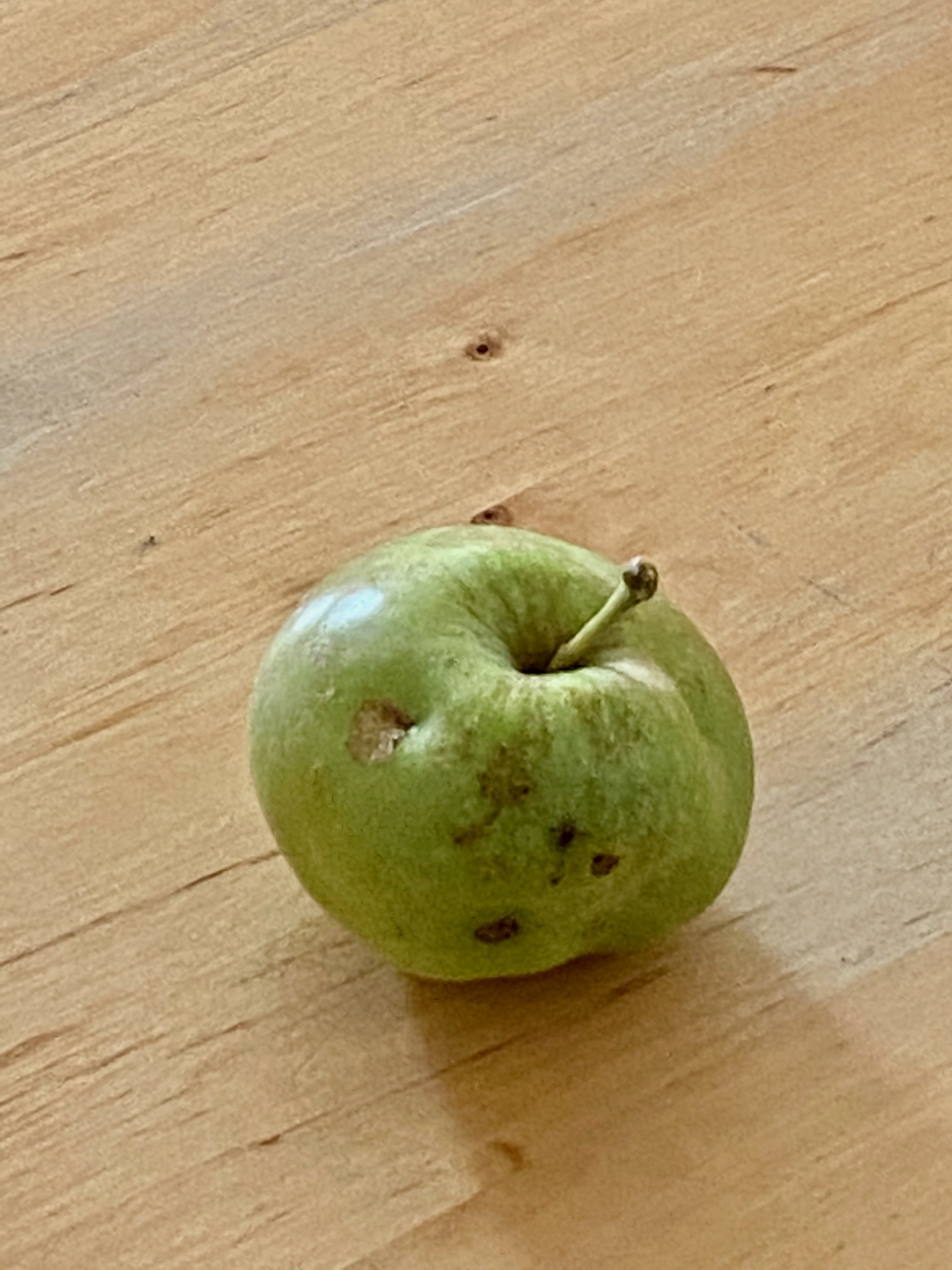 We grew this apple